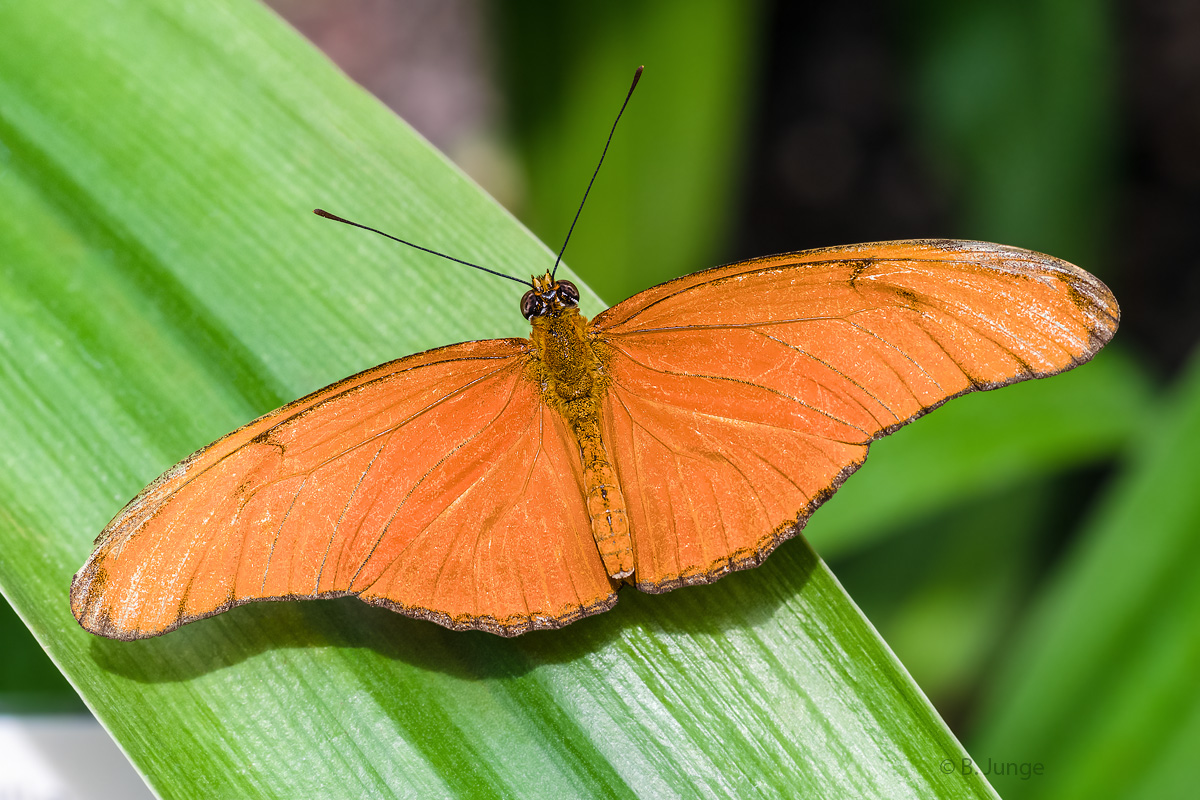 Julia-Falter Foto & Bild | nature, nikon, natur Bilder auf fotocommunity