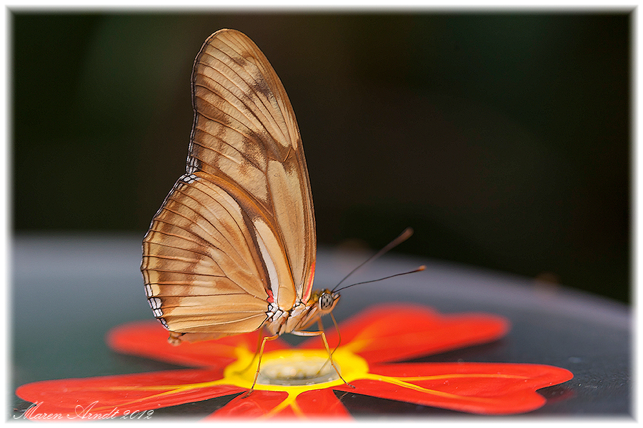 Julia Falter Foto & Bild | deutschland, europe, bremen Bilder auf ...