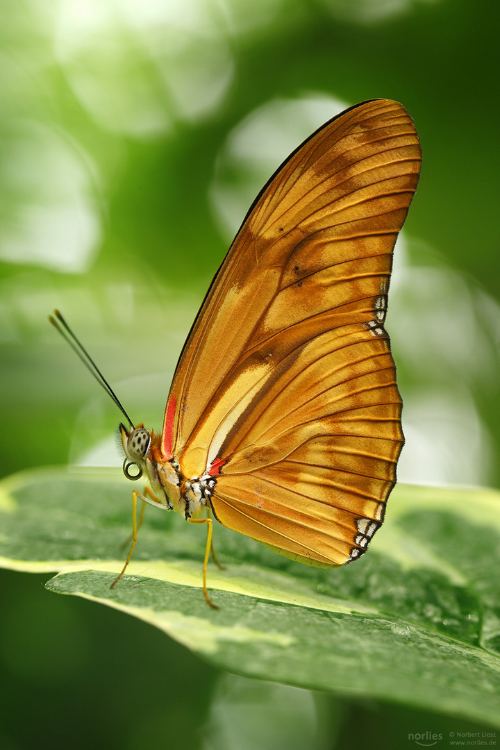 Julia-Falter Foto & Bild | tiere, zoo, wildpark & falknerei, insekten ...