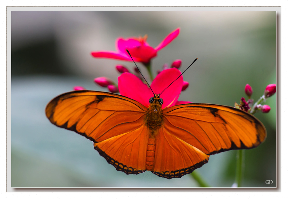 Julia Falter (Dryas julia) Foto & Bild | tiere, zoo, wildpark ...