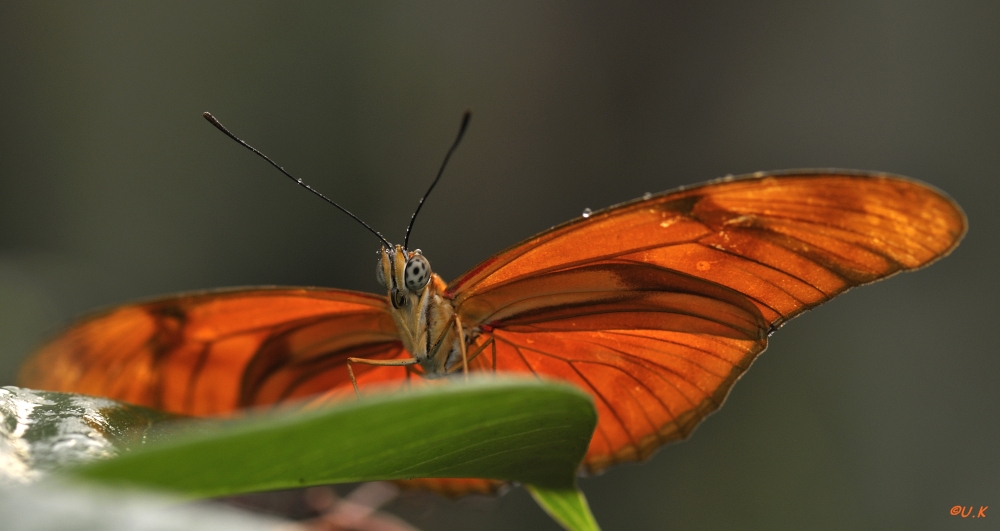 Julia-Falter (Dryas julia) Foto & Bild | tiere, zoo, wildpark ...
