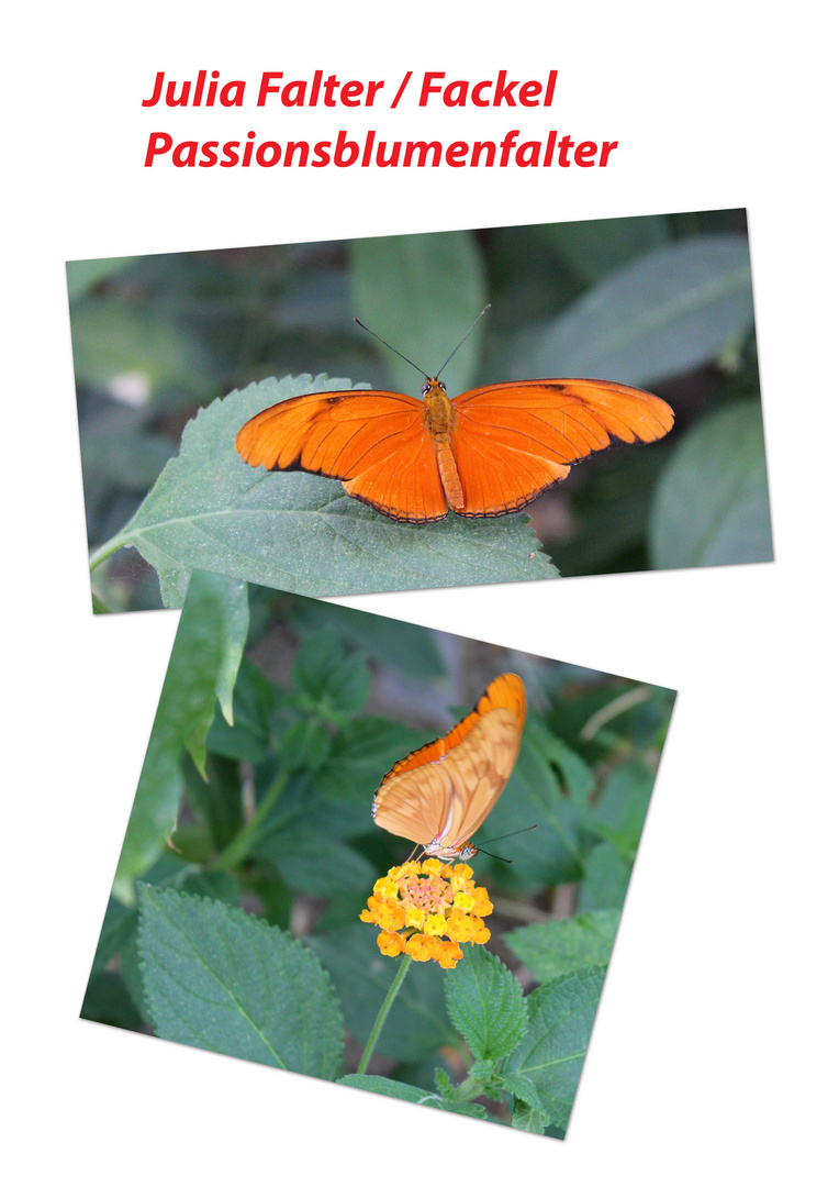 Julia Falter / Fackel / Passionsblumenfalter Foto & Bild | fotokunst ...