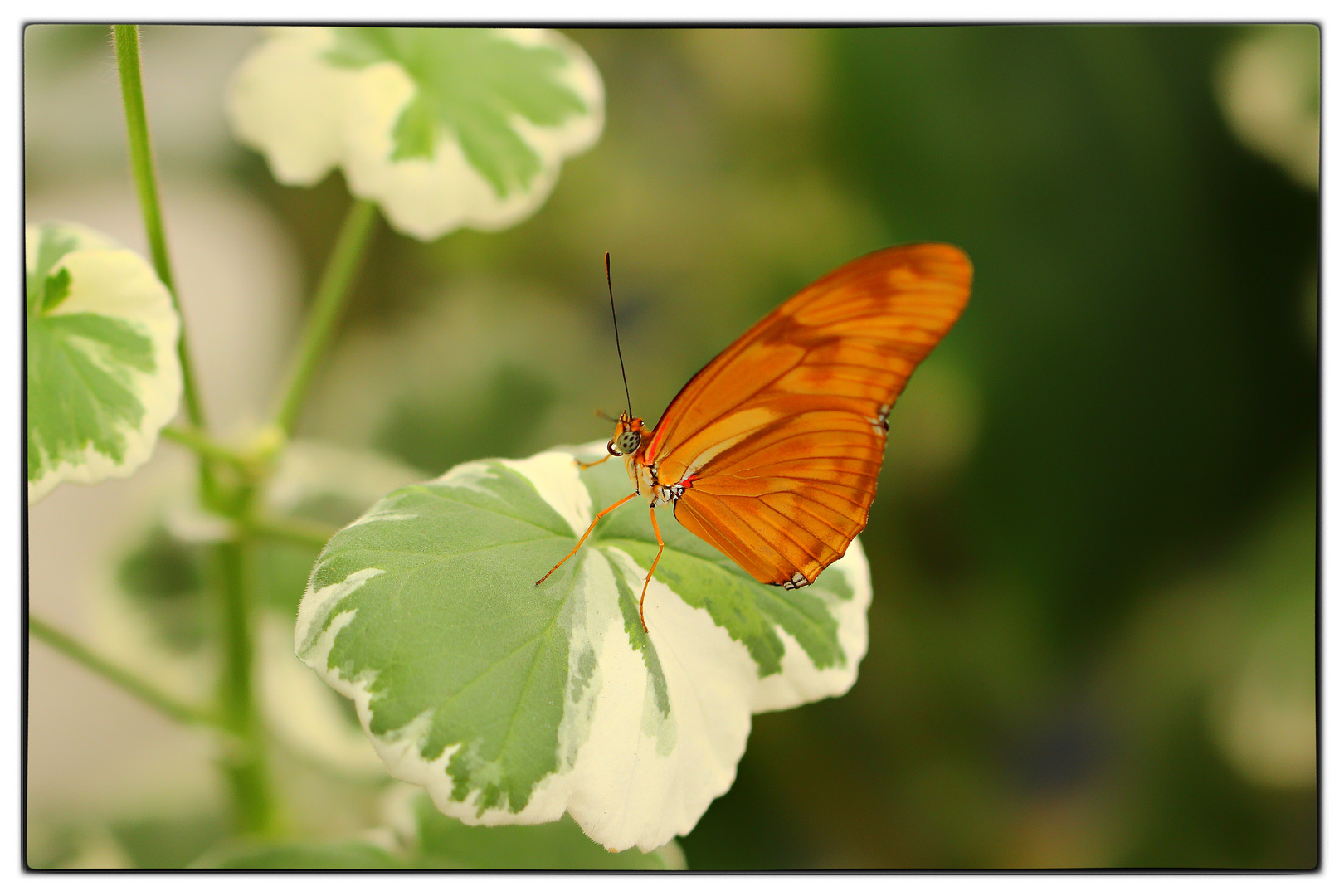 Juliafalter ... Foto & Bild | natur, zoo, insekten Bilder auf fotocommunity