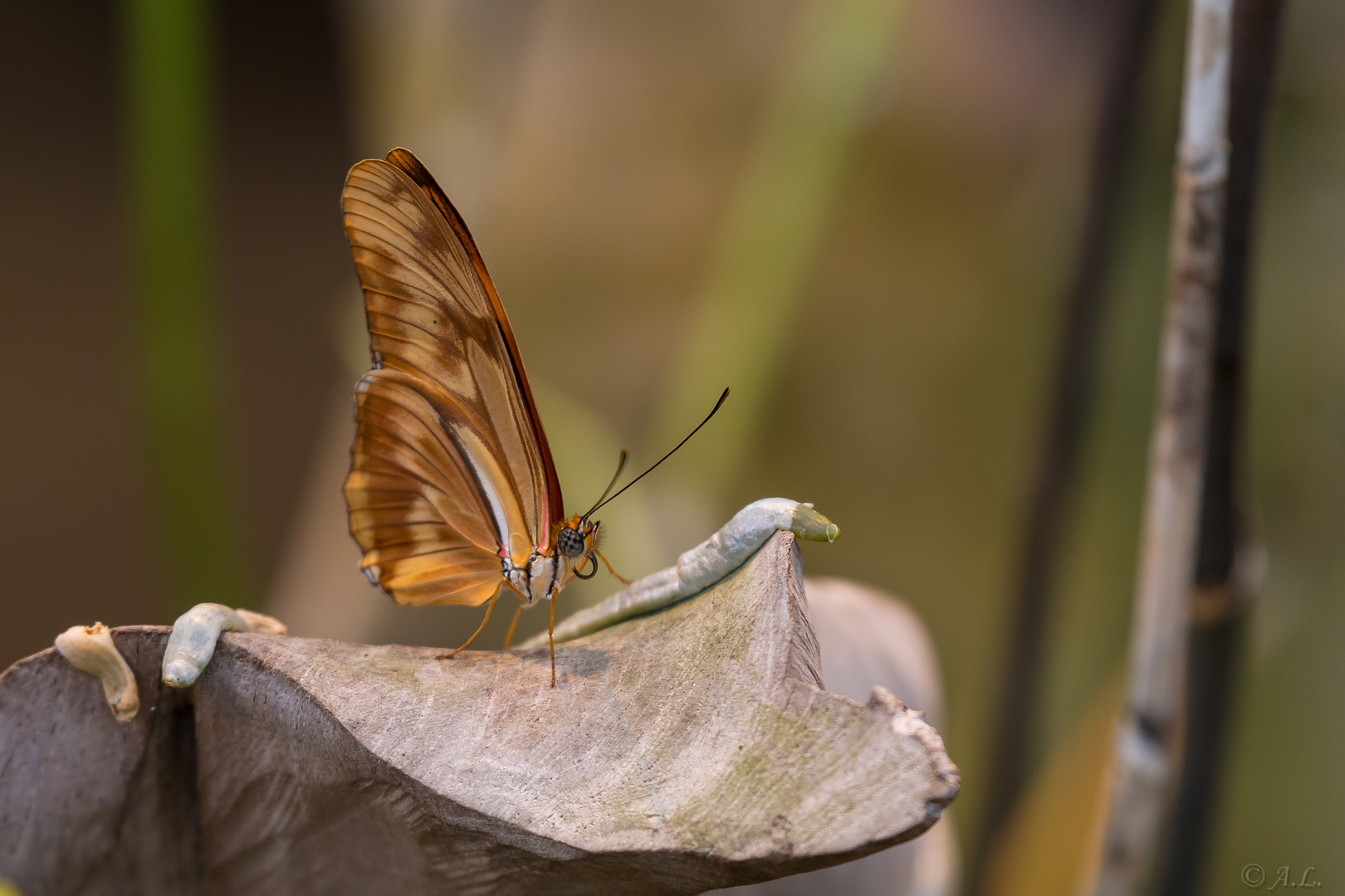 Juliafalter Foto & Bild | natur, schmetterling, zoo Bilder auf ...