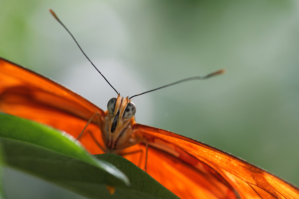 Juliafalter Foto & Bild | tiere, zoo, wildpark & falknerei, insekten ...