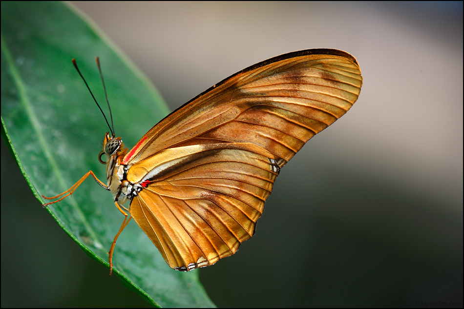 Juliafalter Foto & Bild | tiere, zoo, wildpark & falknerei, insekten ...
