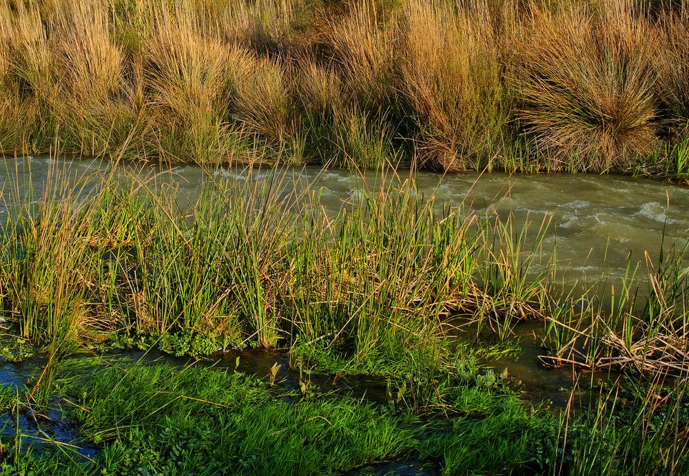 JUNCOS DE AGUA. Imagen & Foto | paisajes, ríos y cascadas, alpujarra ...