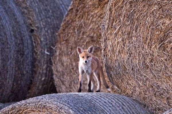 Raubtiere Bilder & Fotos