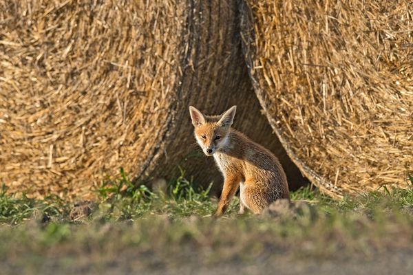 Raubtiere Bilder & Fotos