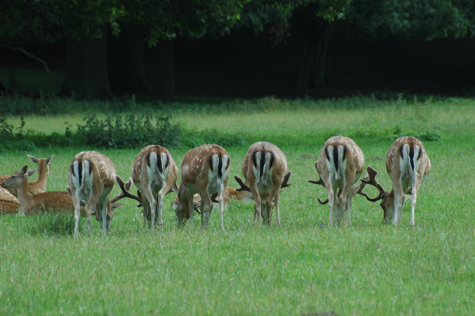 jung Hirsche beim fressen Foto & Bild | tiere, wildlife, säugetiere ...