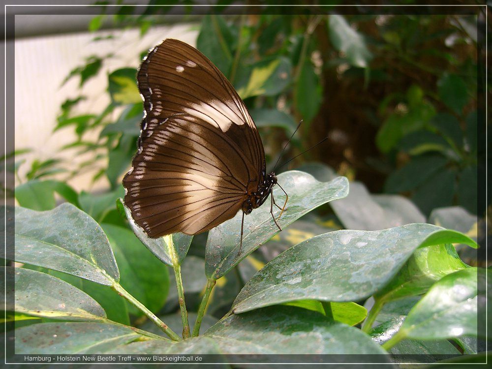 Jung ledig sucht ....... Foto & Bild | tiere, wildlife, schmetterlinge ...