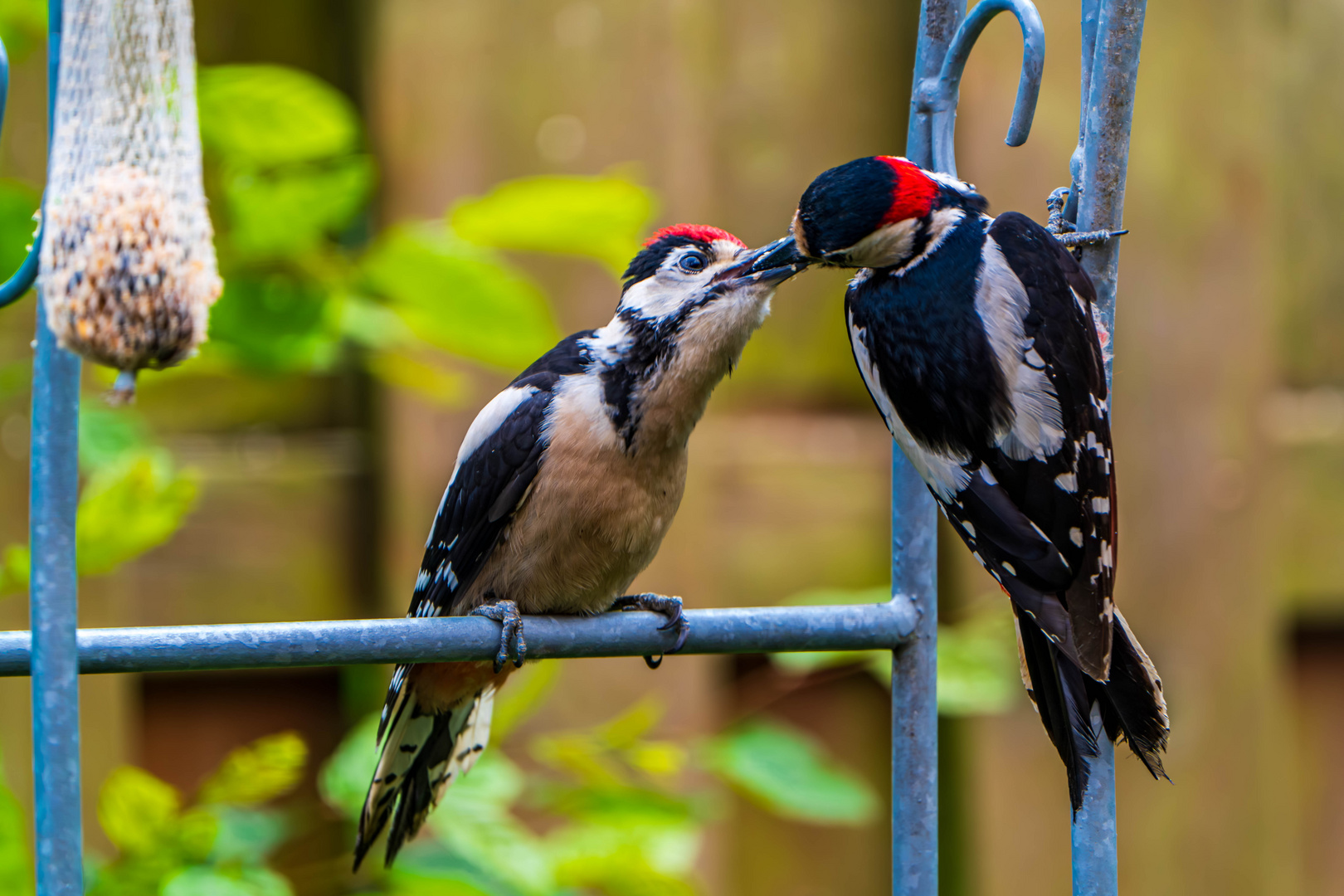 Jung Specht Fütterung Foto & Bild | tiere, wildlife, wildlife luder-futterplätze Bilder auf ...