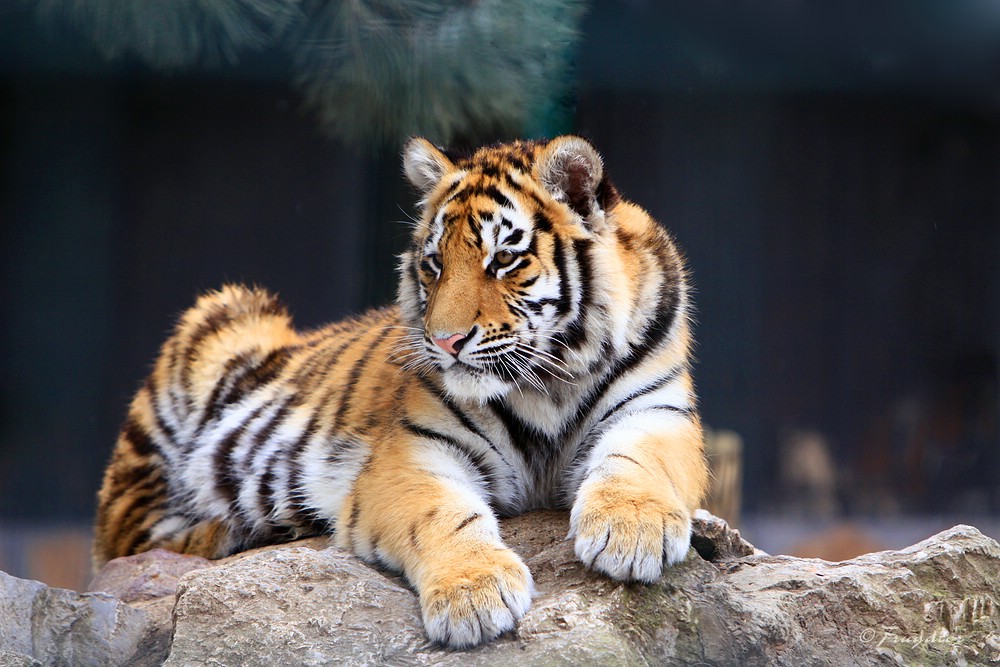 "Jung-Tiger""... Foto & Bild | tiere, zoo, wildpark & falknerei ...