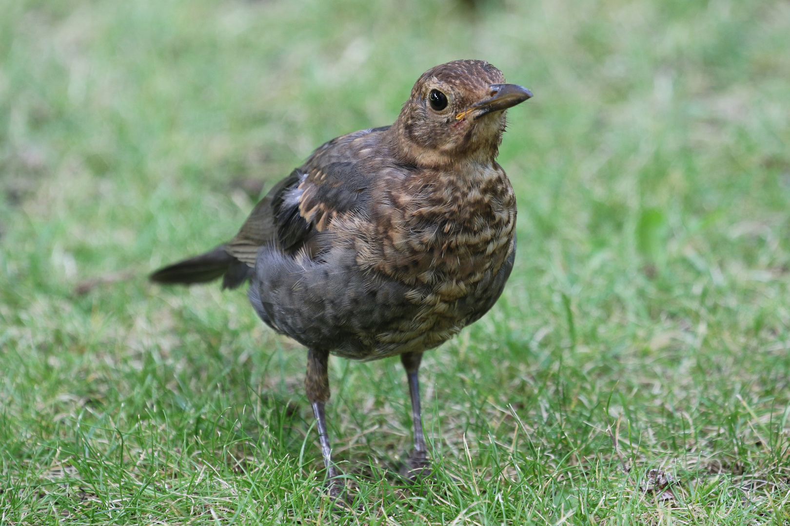 Junge Amsel Foto & Bild | tiere, tierkinder, natur Bilder auf fotocommunity