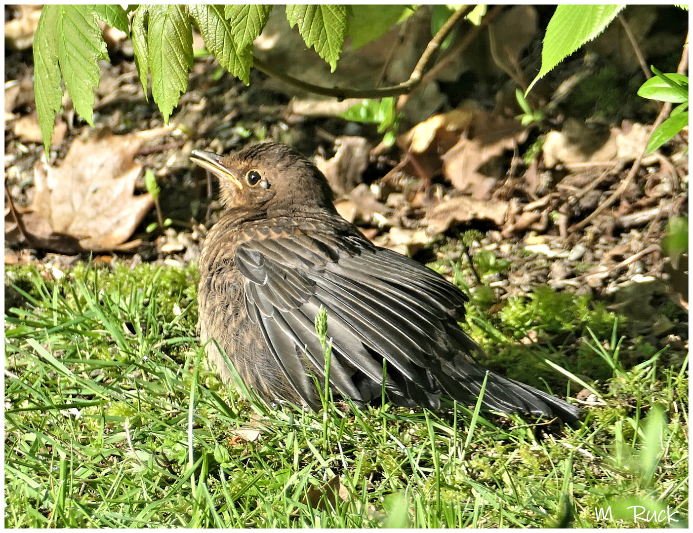 Junge Amsel Foto & Bild | tiere, wildlife, wild lebende vögel Bilder ...