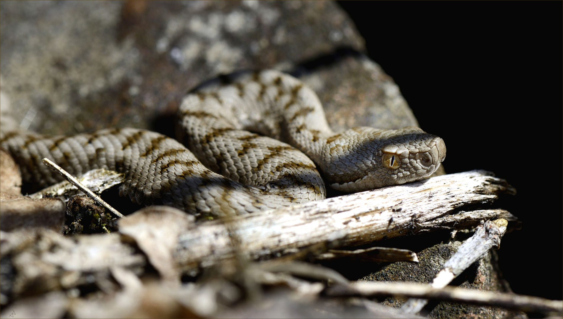 Junge Aspisviper Foto & Bild | tiere, wildlife, amphibien & reptilien ...