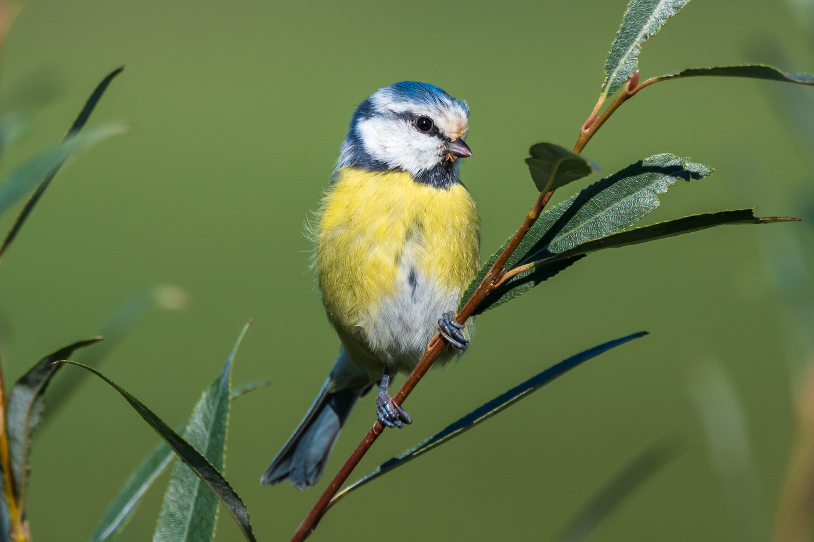 Junge Blaumeise Foto & Bild | deutschland, europe, brandenburg Bilder ...