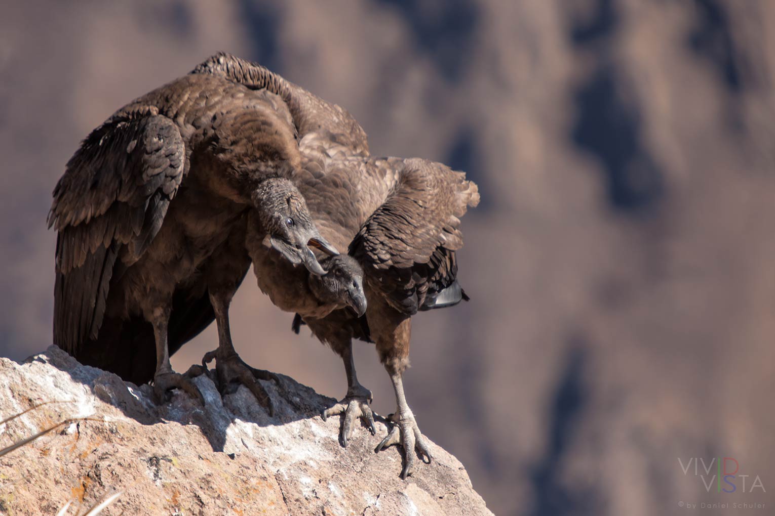Junge Condore Foto & Bild | tiere, wildlife, wild lebende vögel Bilder ...