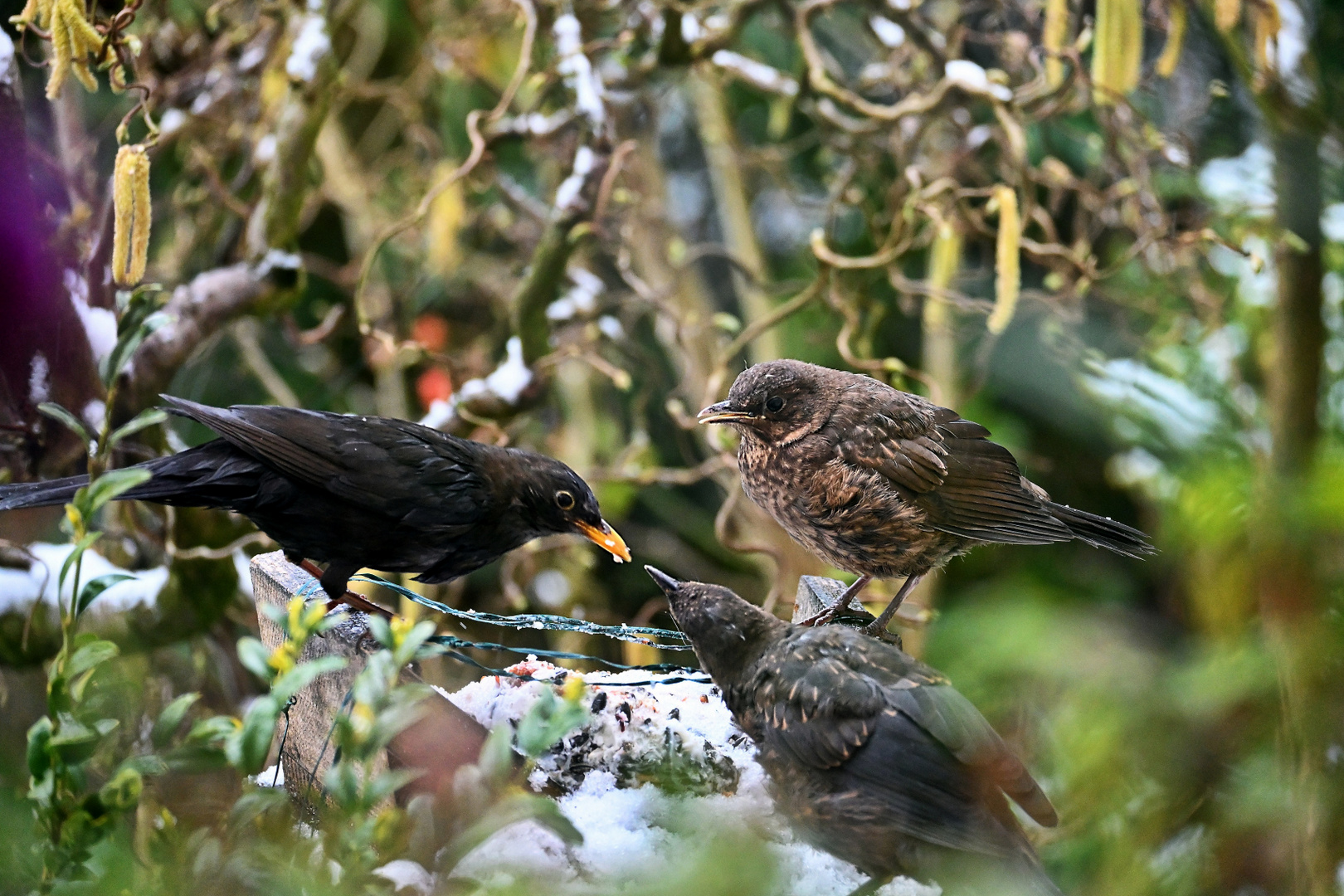 Junge Drosseln... Foto & Bild | natur, tiere, vögel Bilder auf ...