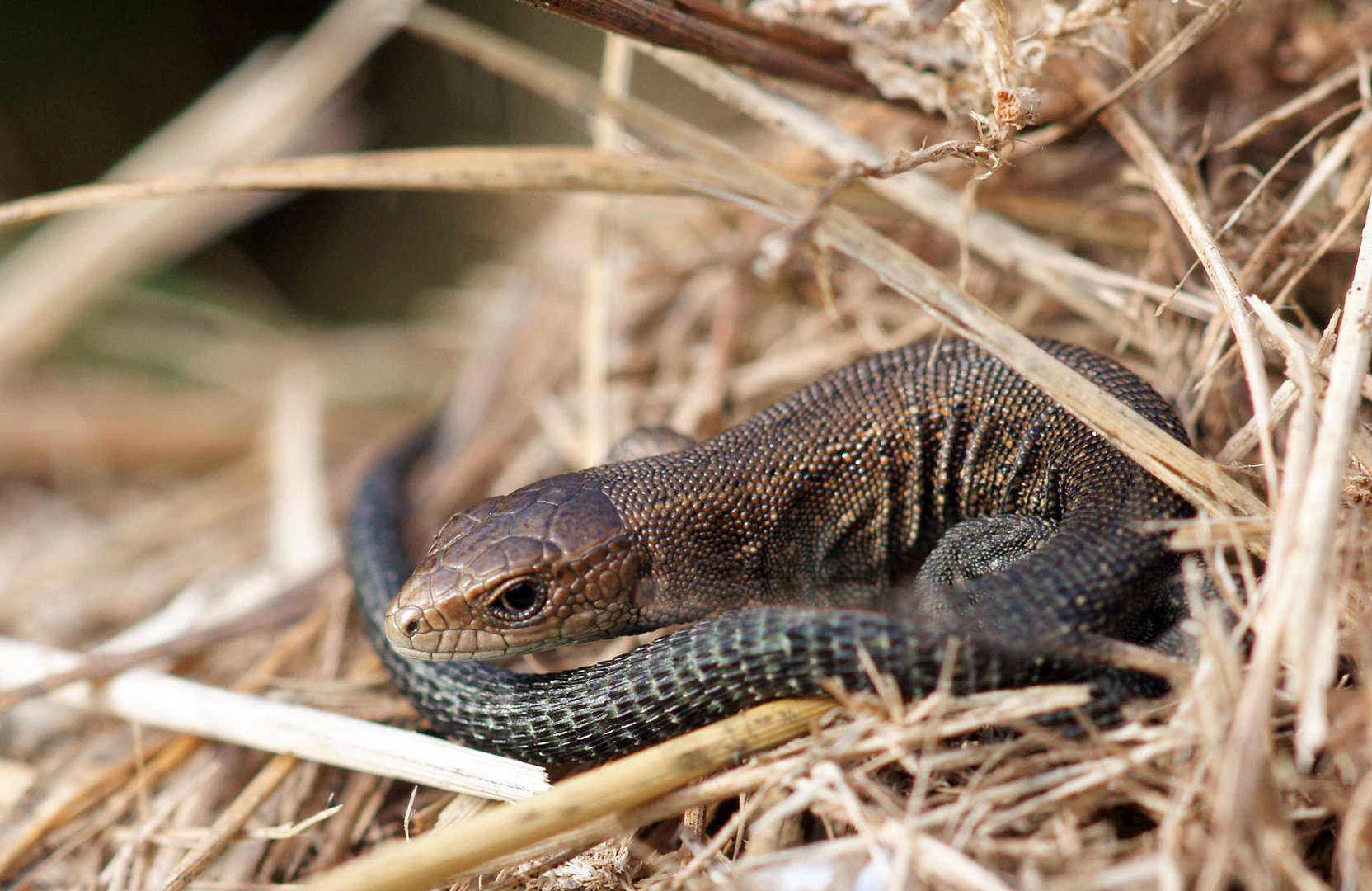 Junge Eidechse im Moor Foto & Bild | tiere, wildlife, amphibien ...