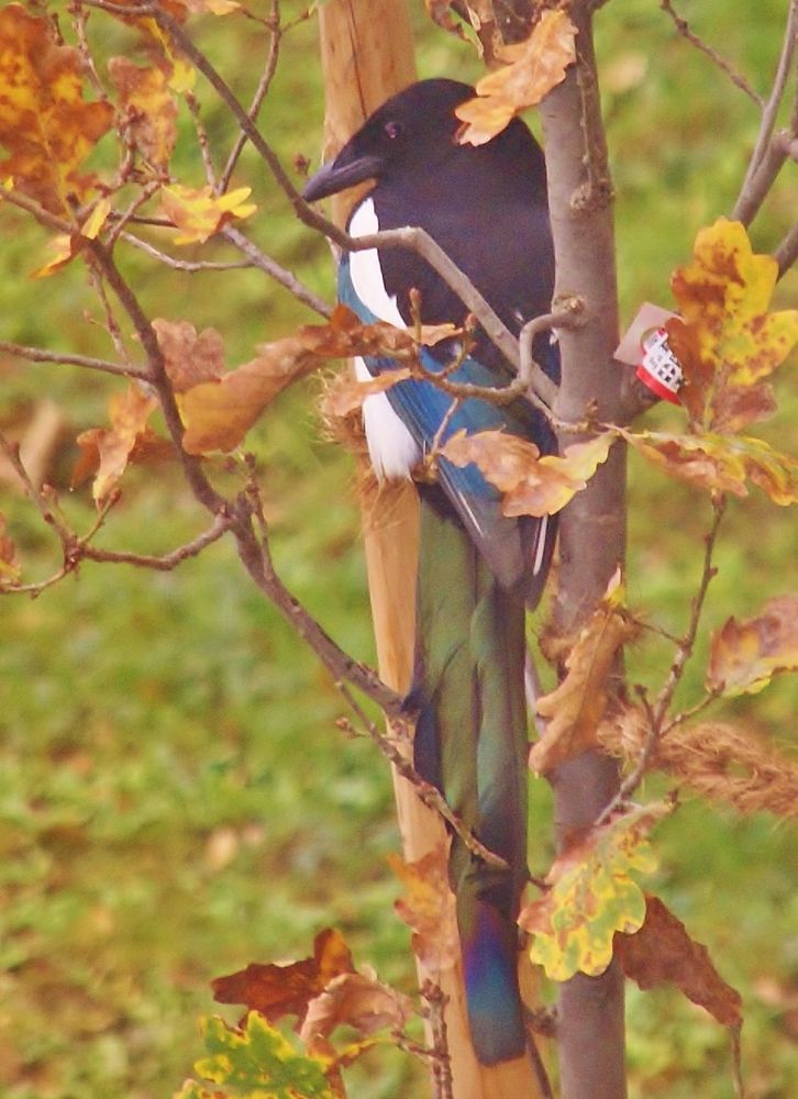 Junge Elster Foto & Bild | tiere, wildlife, wild lebende vögel Bilder ...