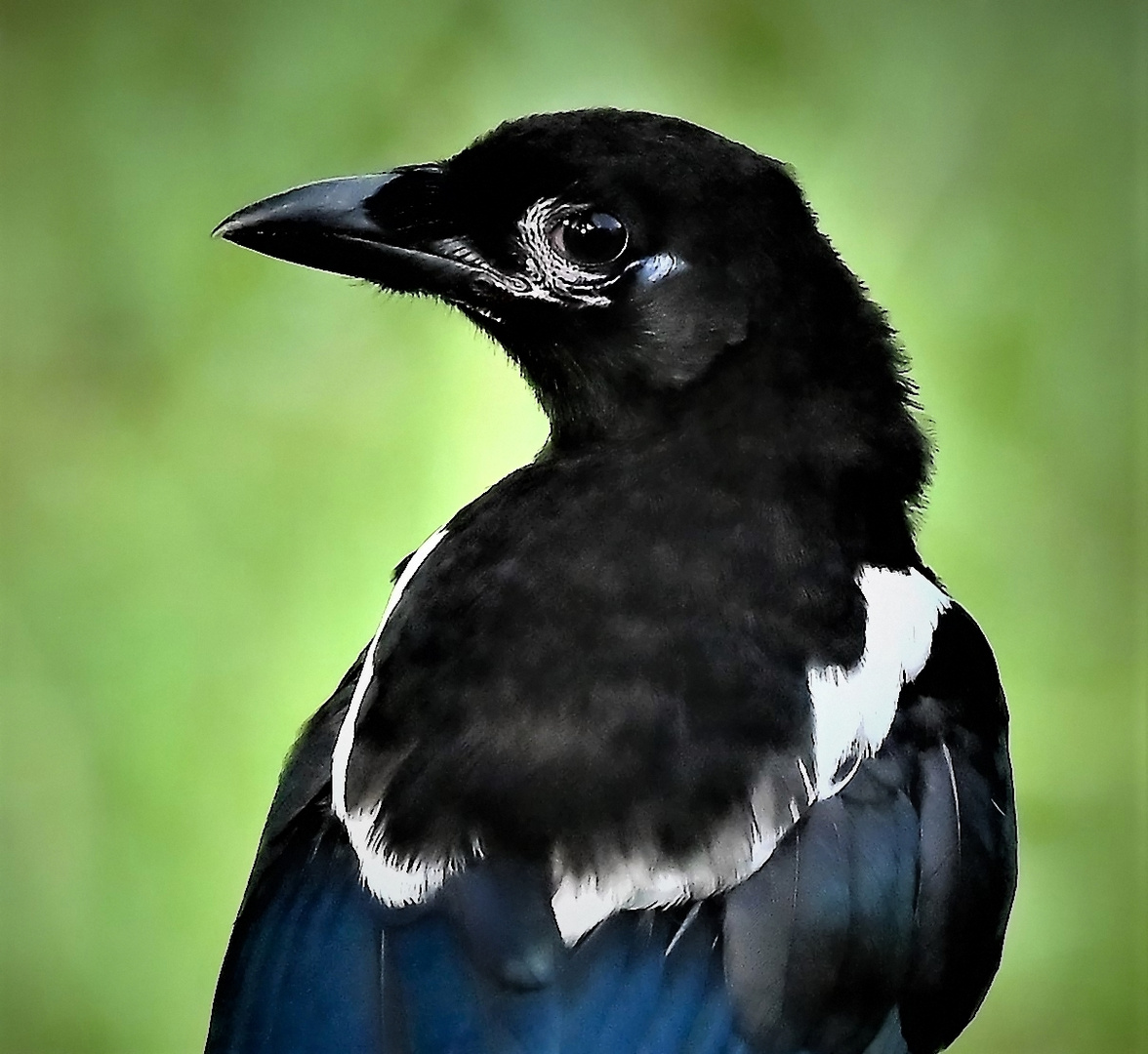 Junge Elster..... Foto & Bild | tiere, wildlife, wild lebende vögel ...