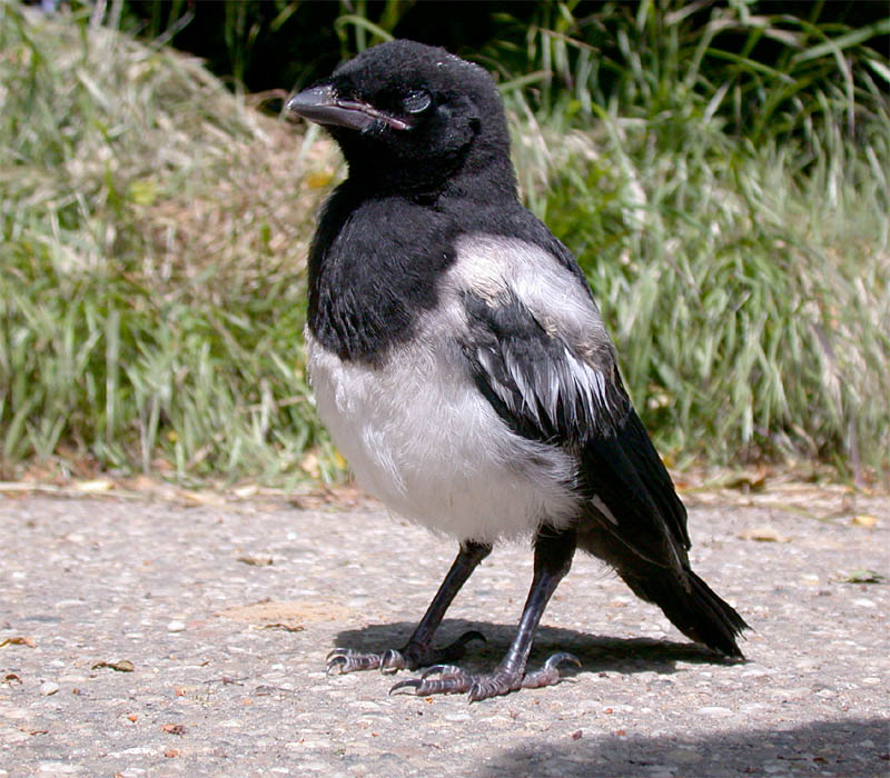 Junge Elster Foto & Bild | tiere, wildlife, wild lebende vögel Bilder ...