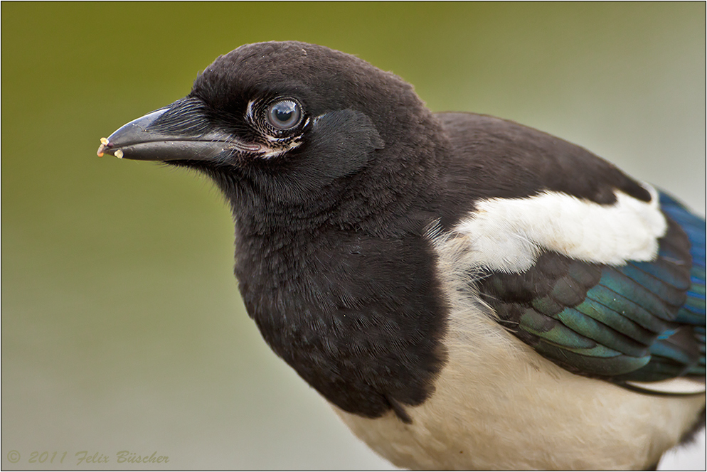 Junge Elster Foto & Bild | tiere, wildlife, wild lebende vögel Bilder ...