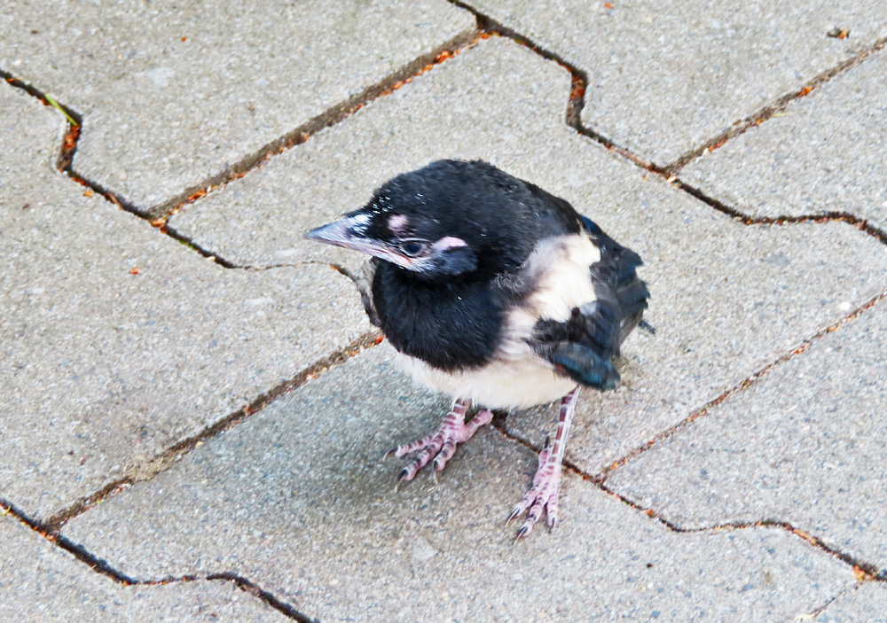 junge Elster... Foto & Bild | tiere, wildlife, wild lebende vögel ...