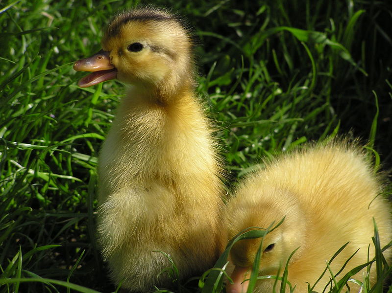 Junge Ente Foto & Bild | tiere, haustiere, sonstige Bilder auf ...