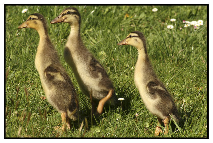 junge Enten Foto & Bild | tiere, haustiere, sonstige Bilder auf ...