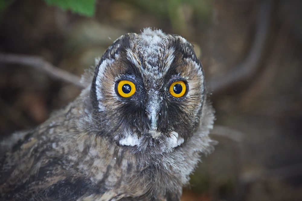 junge Eule - Portrait Foto & Bild | tiere, wildlife, wild lebende vögel ...