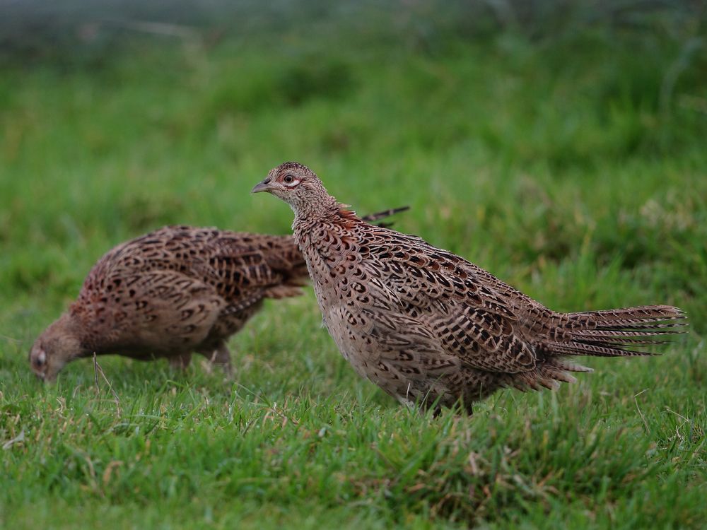 Junge Fasane Foto & Bild | tiere, wildlife, wild lebende vögel Bilder ...