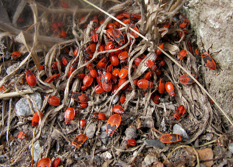 Junge Feuerwanzen Foto & Bild | tiere, wildlife, insekten Bilder auf ...