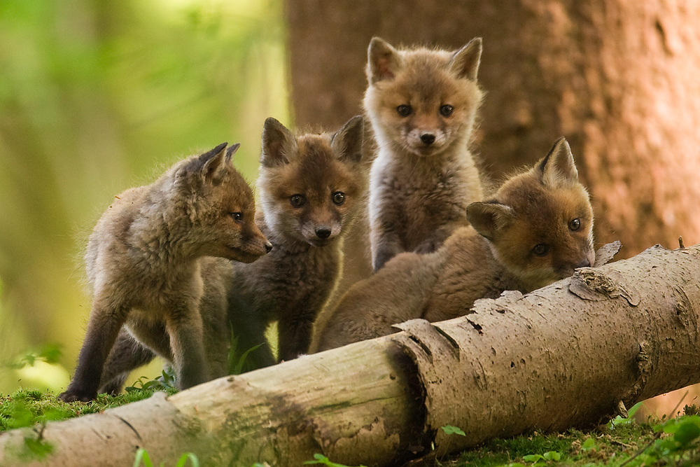 Junge Füchse II Foto & Bild | tiere, wildlife, säugetiere Bilder auf ...