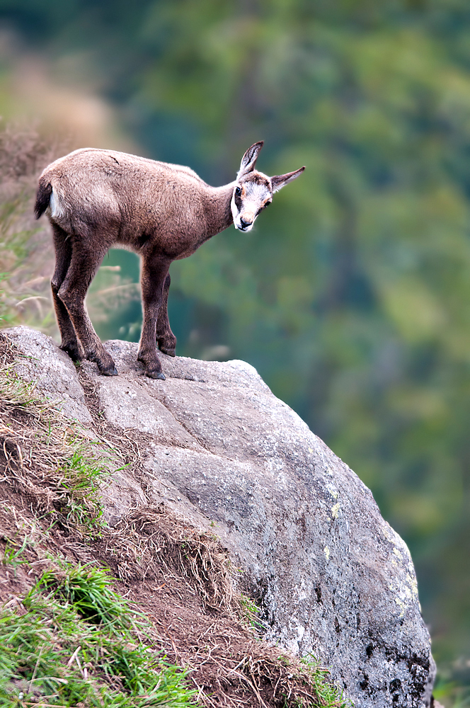 Junge Gams Foto & Bild | tiere, wildlife, säugetiere Bilder auf ...