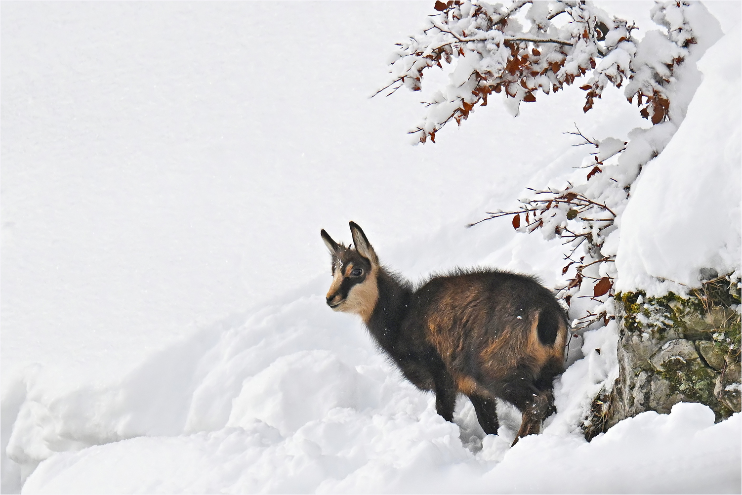 Junge Gams Foto & Bild | winter, schnee, natur Bilder auf fotocommunity