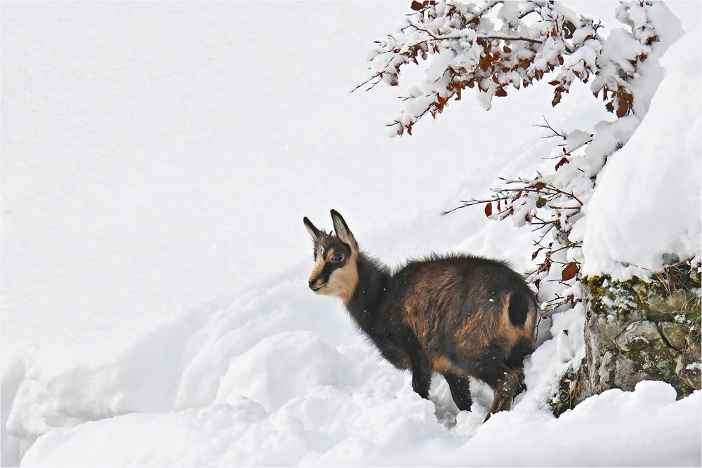 Junge Gams Foto & Bild | winter, schnee, natur Bilder auf fotocommunity