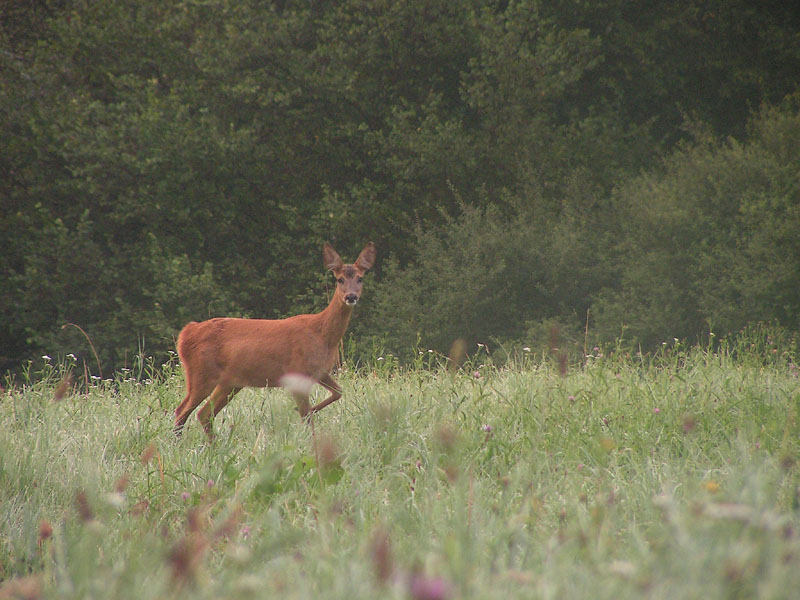 Junge Geiß Foto & Bild | tiere, wildlife, säugetiere Bilder auf ...