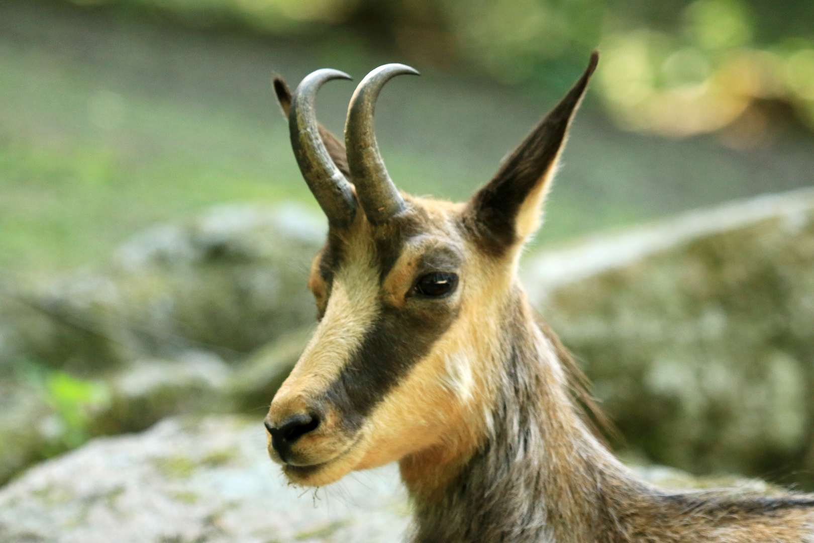 Junge Gemse Foto & Bild | tiere, zoo, wildpark & falknerei, säugetiere ...