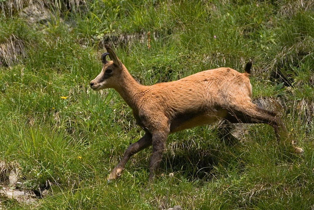 junge Gemse Foto & Bild | tiere, wildlife, säugetiere Bilder auf ...