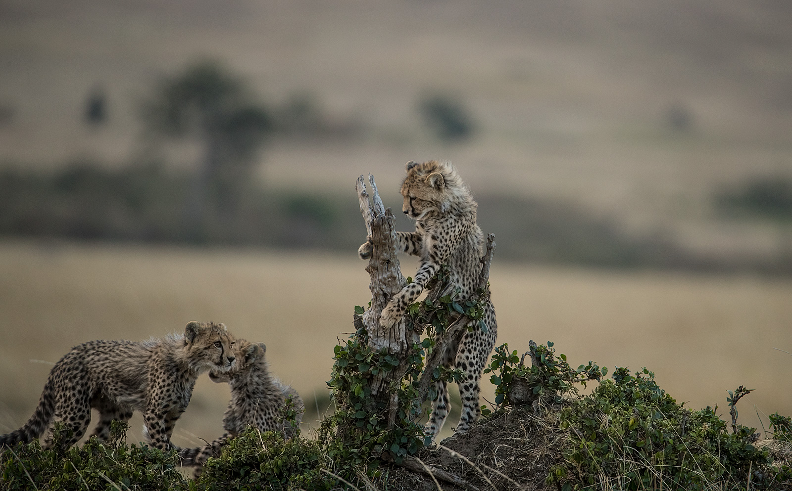 Junge Geparden Foto & Bild | fotos, world, natur Bilder auf fotocommunity