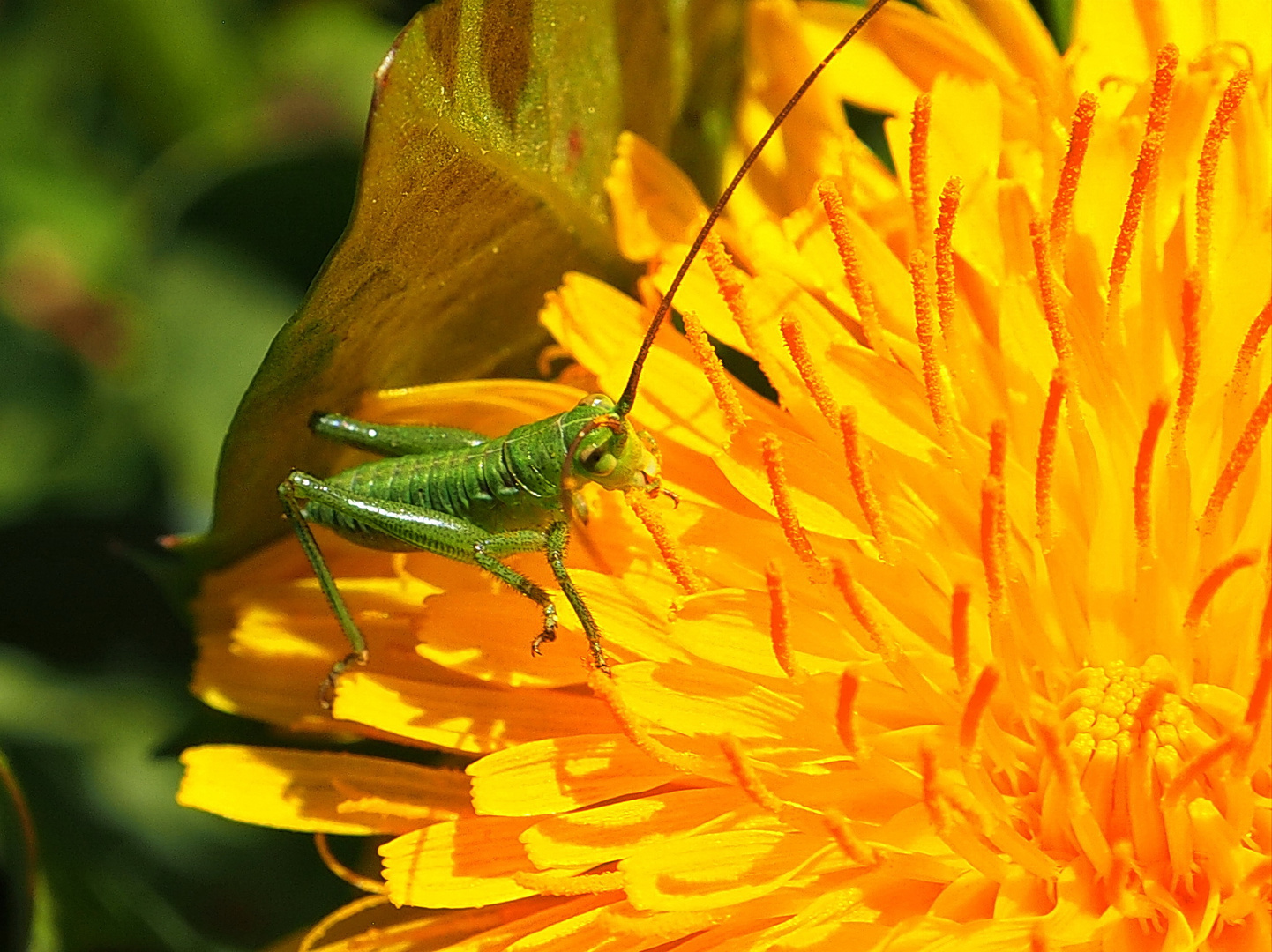 Junge Heuschrecke Foto & Bild | tiere, wildlife, insekten Bilder auf ...
