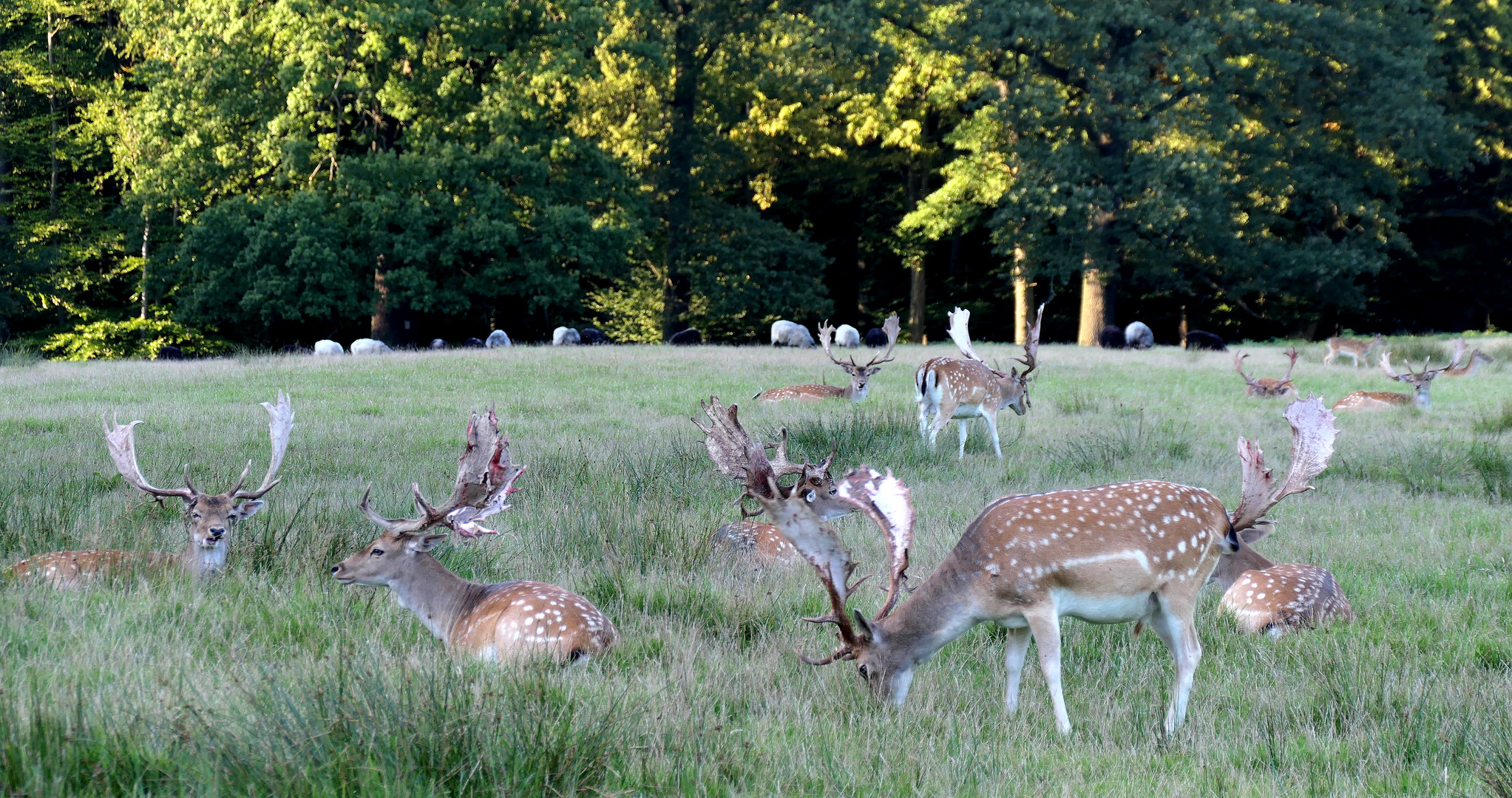 Junge Hirsche Foto & Bild | tiere, zoo, wildpark & falknerei ...