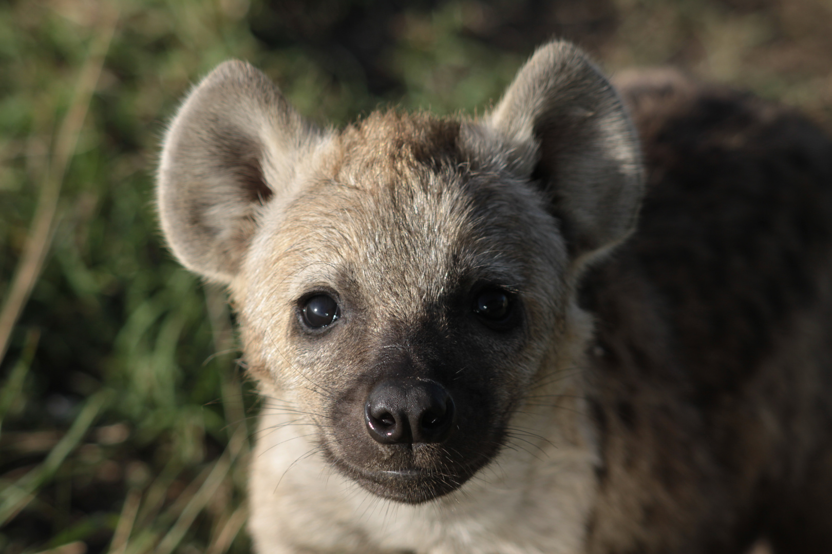 Junge Hyäne Foto & Bild | tiere, wildlife, säugetiere Bilder auf ...