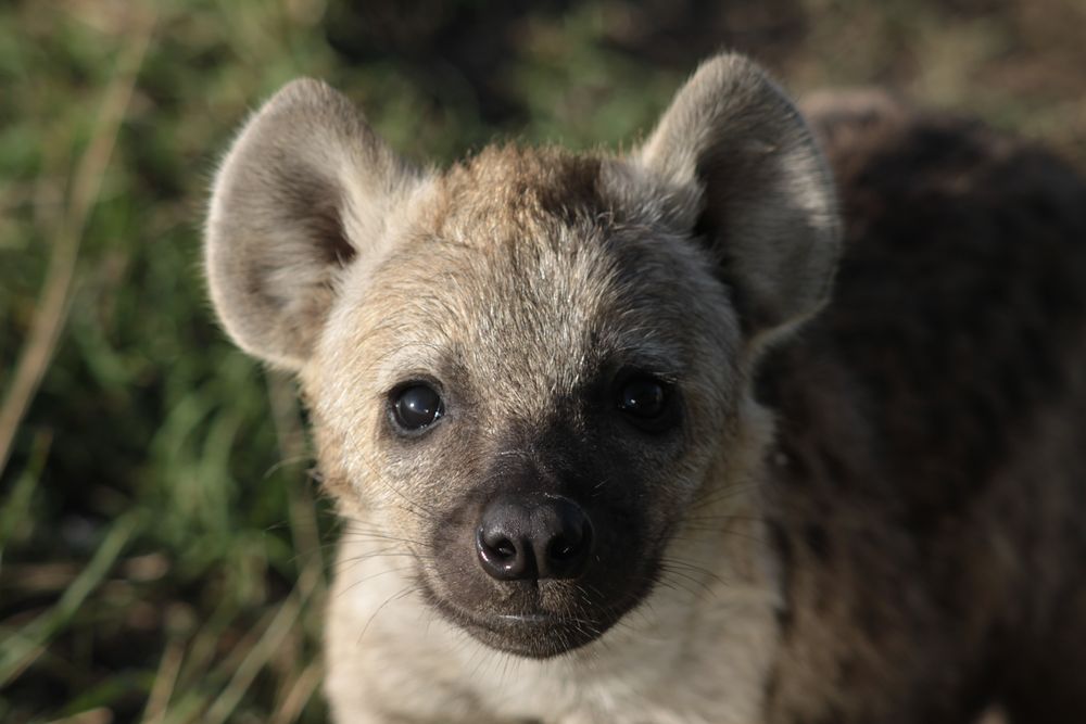 Junge Hyäne Foto & Bild | tiere, wildlife, säugetiere Bilder auf ...
