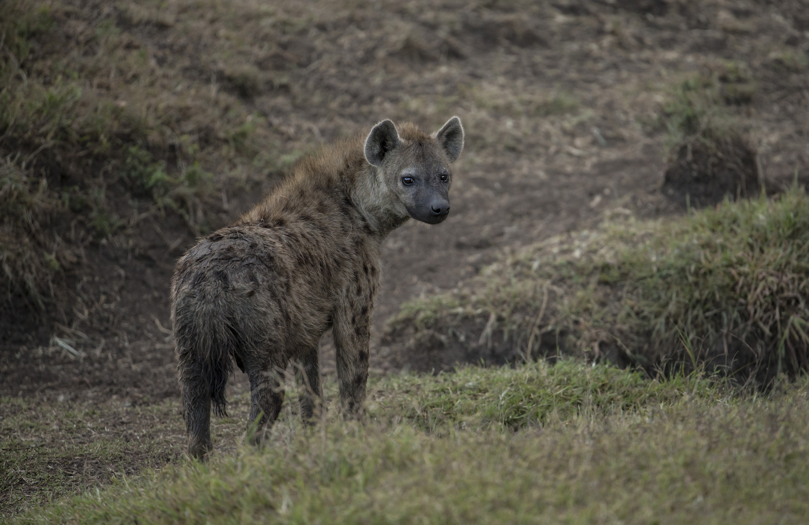 Junge Hyäne Foto & Bild | tiere, wildlife, säugetiere Bilder auf ...