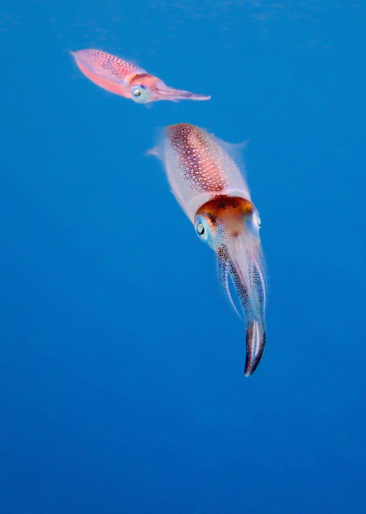 Junge Kalmare am Riff... Foto & Bild | natur, tiere, wildlife Bilder ...