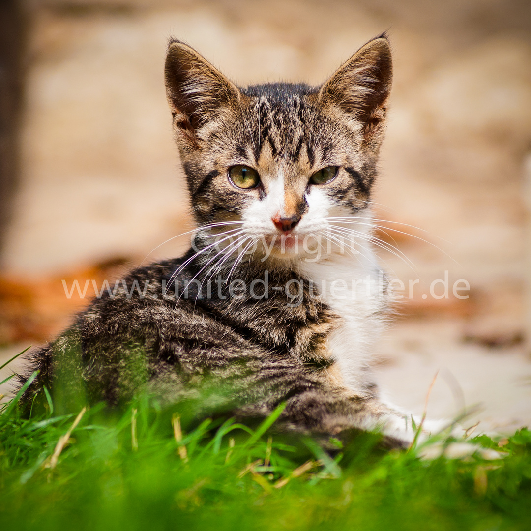 Junge Katze Foto & Bild | tiere, tierkinder, portfolio 1 Bilder auf ...