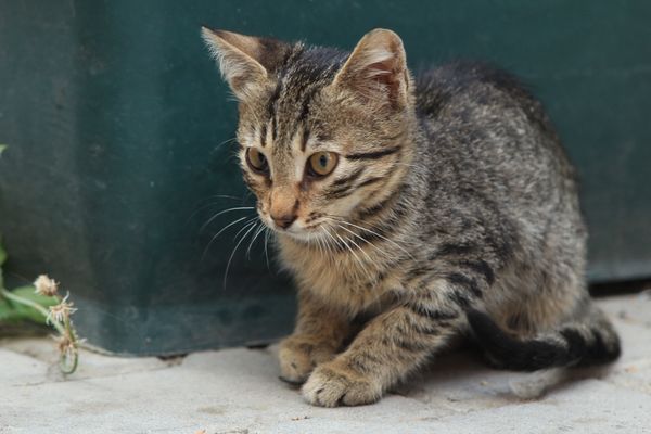 Tierkinder Bilder & Fotos